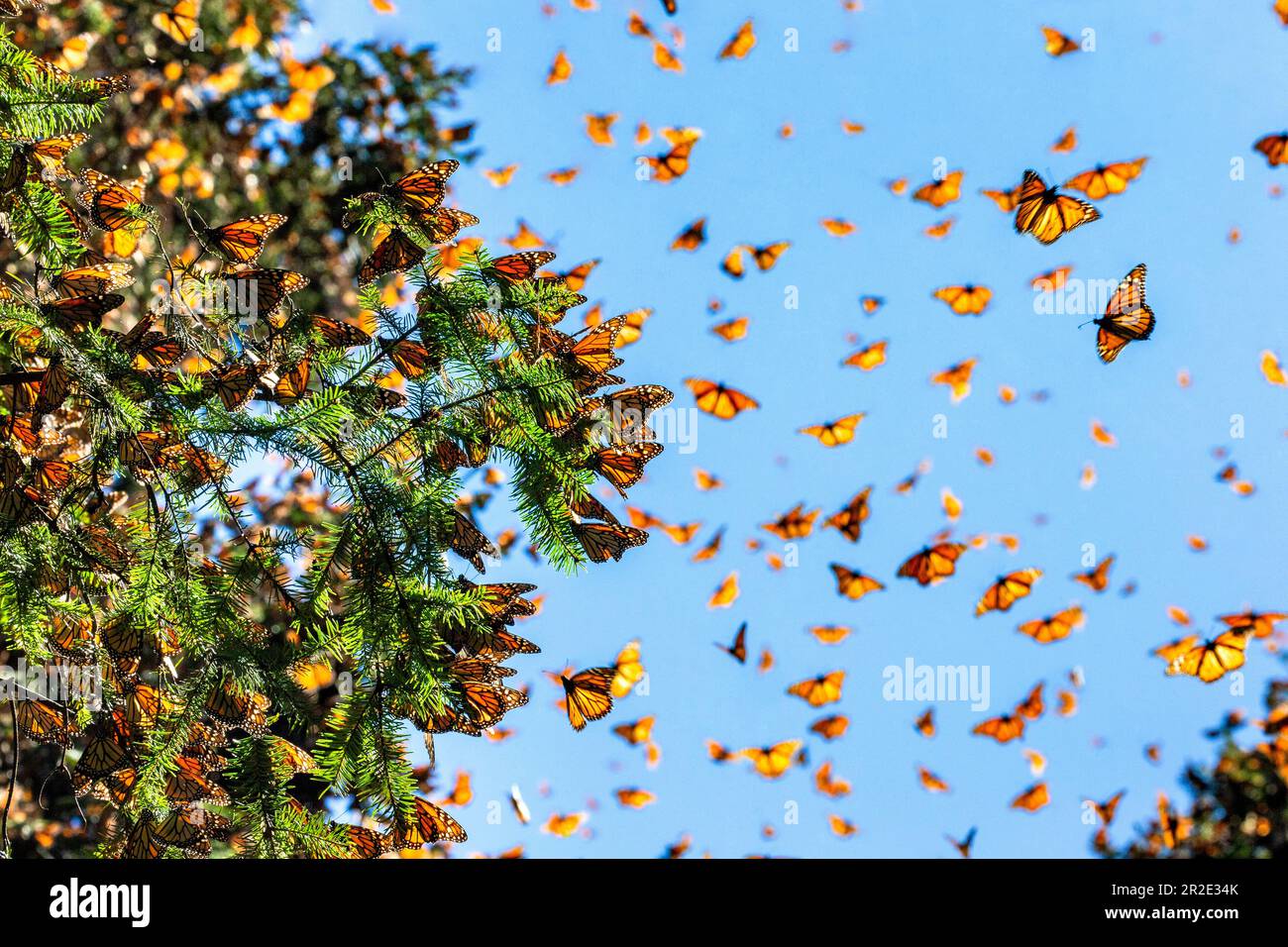 Monarch butterflies (Danaus plexippus) are flying on the background of ...