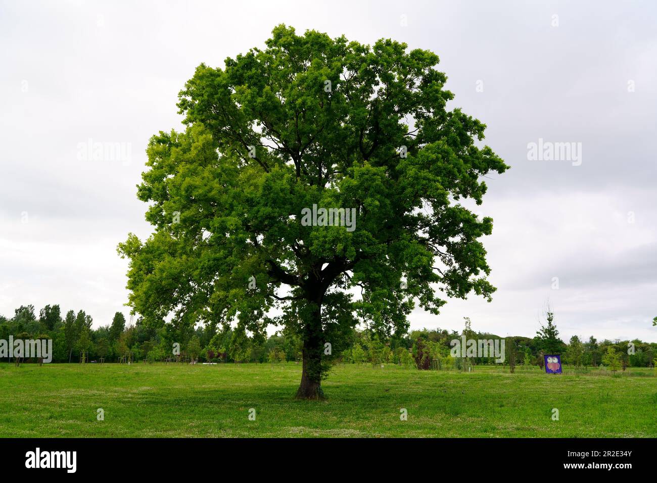 Oak tree or Quercus (Italian tree Stock Photo - Alamy