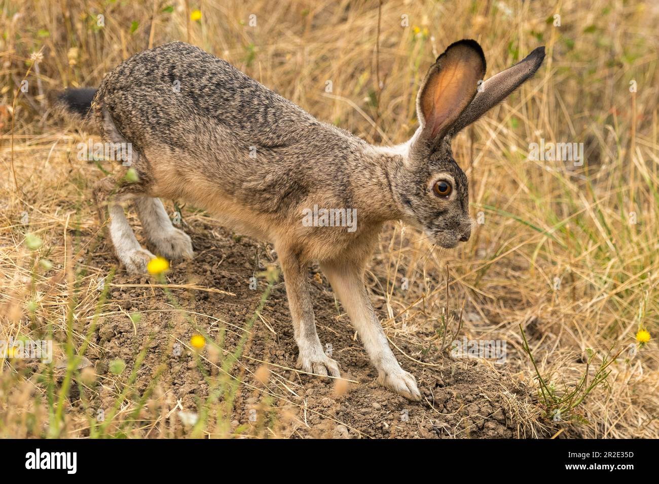 Raising Jackrabbits