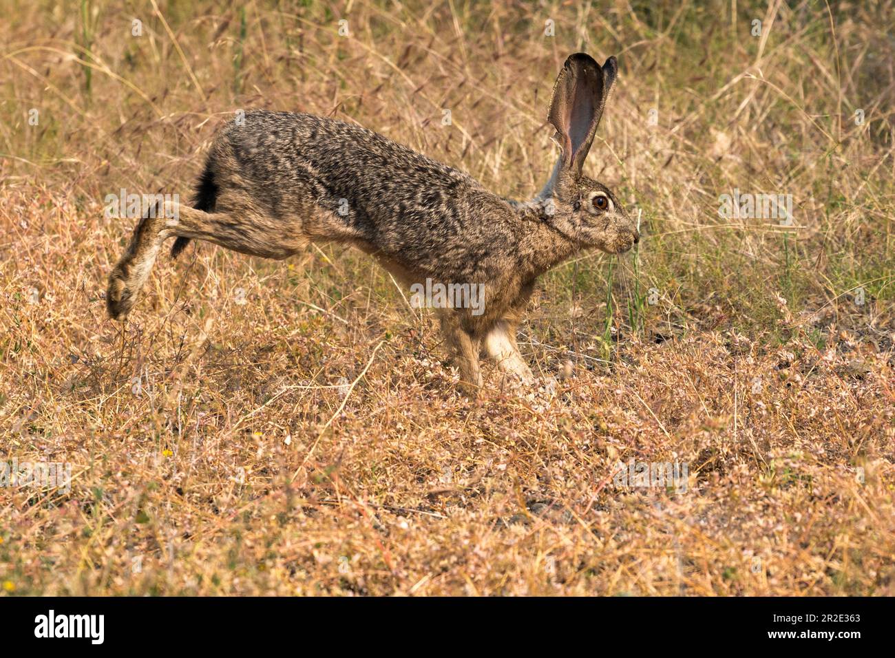 Rabbit in wilderness hi-res stock photography and images - Alamy