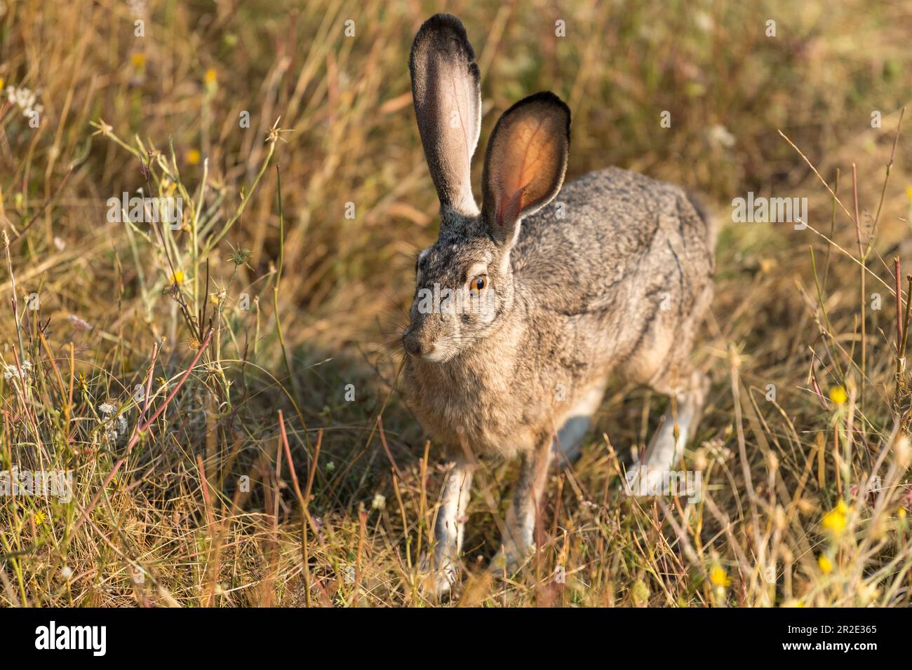 Bunny rabbit jackrabbit in the wilderness. Oregon, Ashland Stock Photo ...