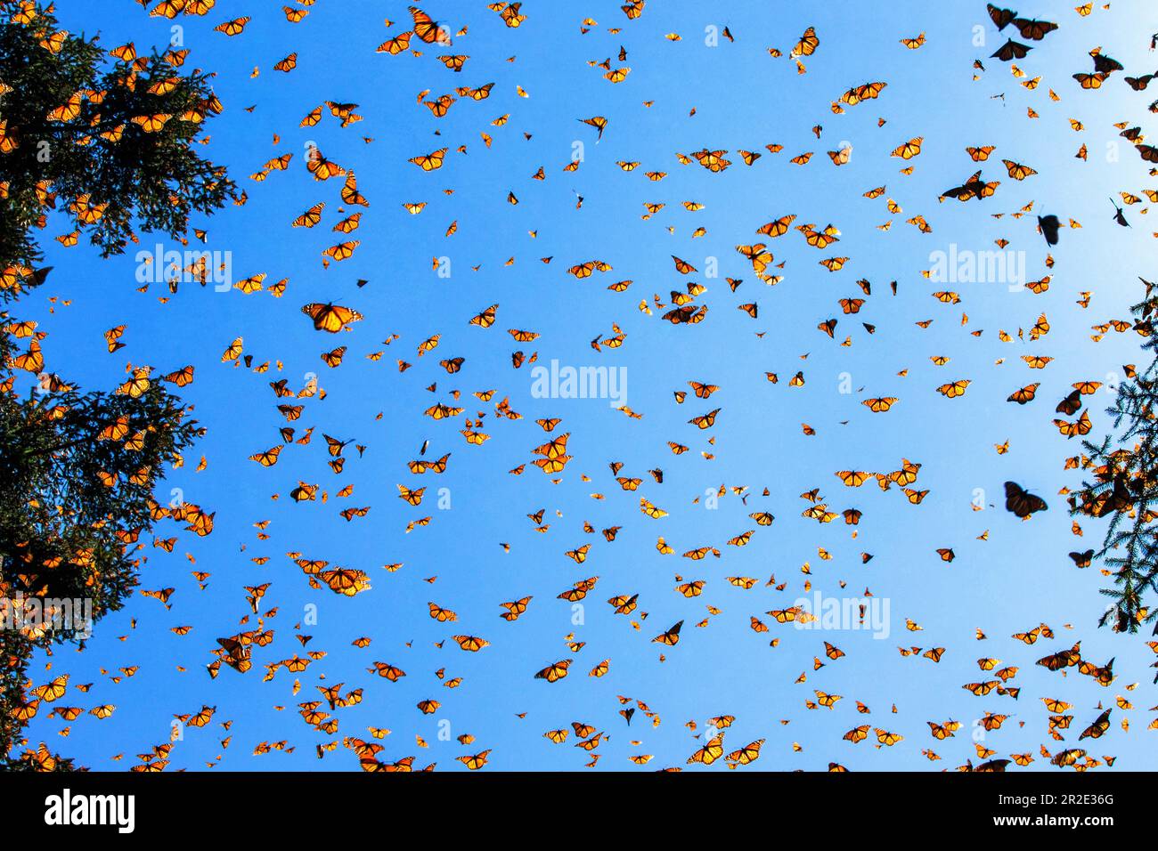 Monarch butterflies (Danaus plexippus) are flying on the background of ...