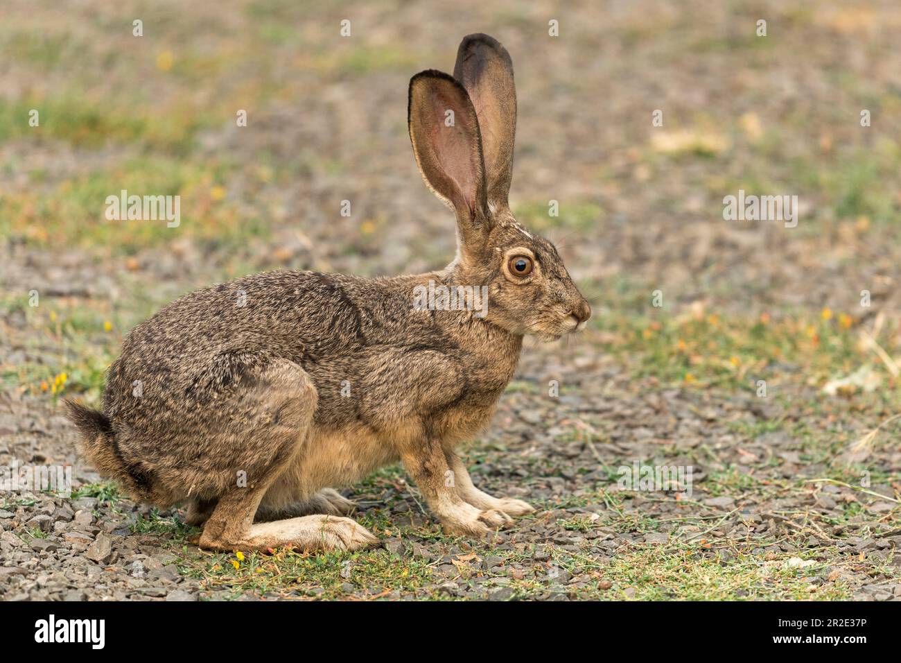 Wilderness wildlife hi-res stock photography and images - Alamy