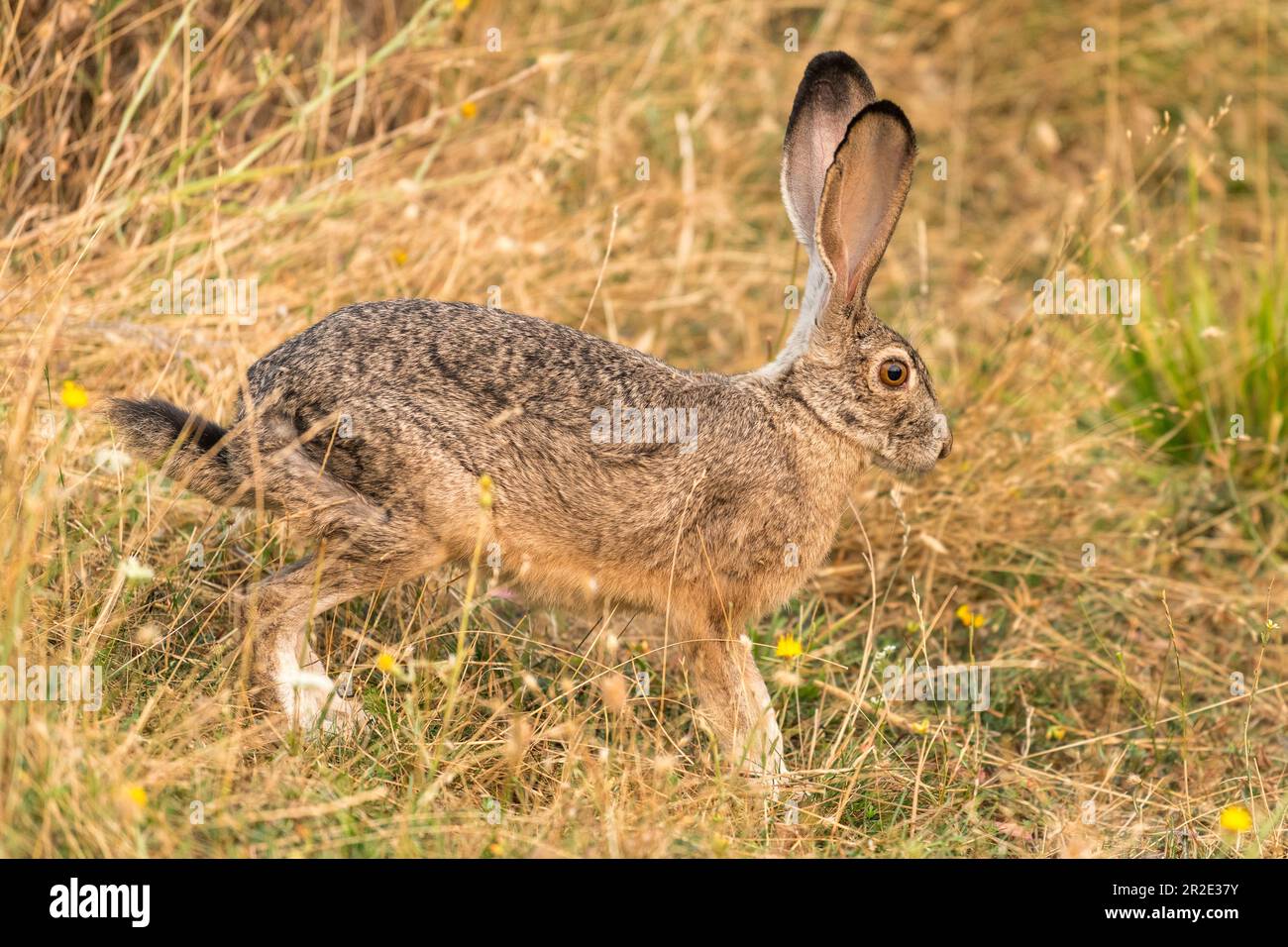 Bunny rabbit hi-res stock photography and images - Alamy