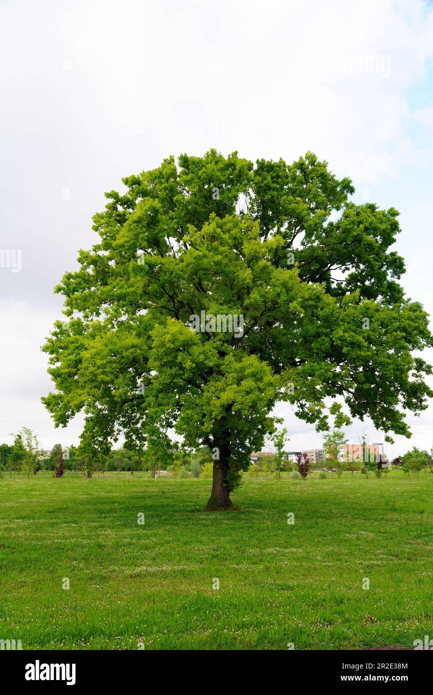 Oak tree or Quercus (Italian tree Stock Photo - Alamy