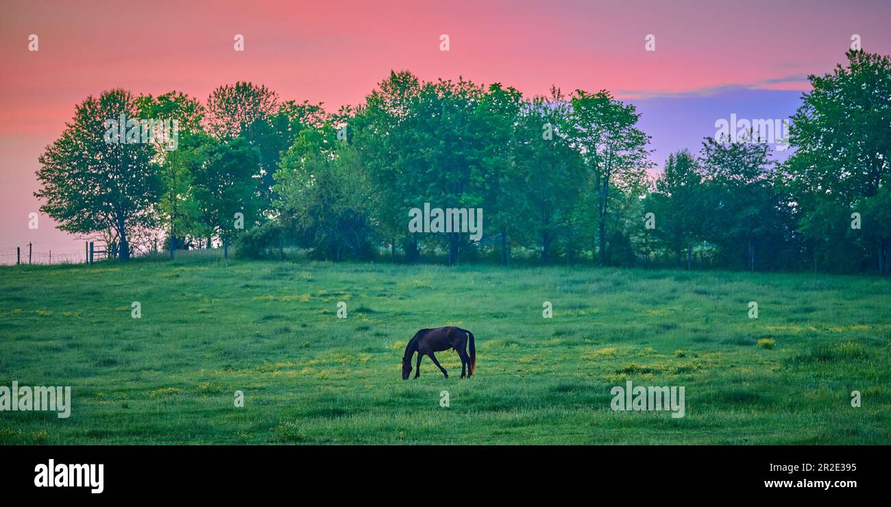 Single horse grazing at early dawn in a field Stock Photo - Alamy
