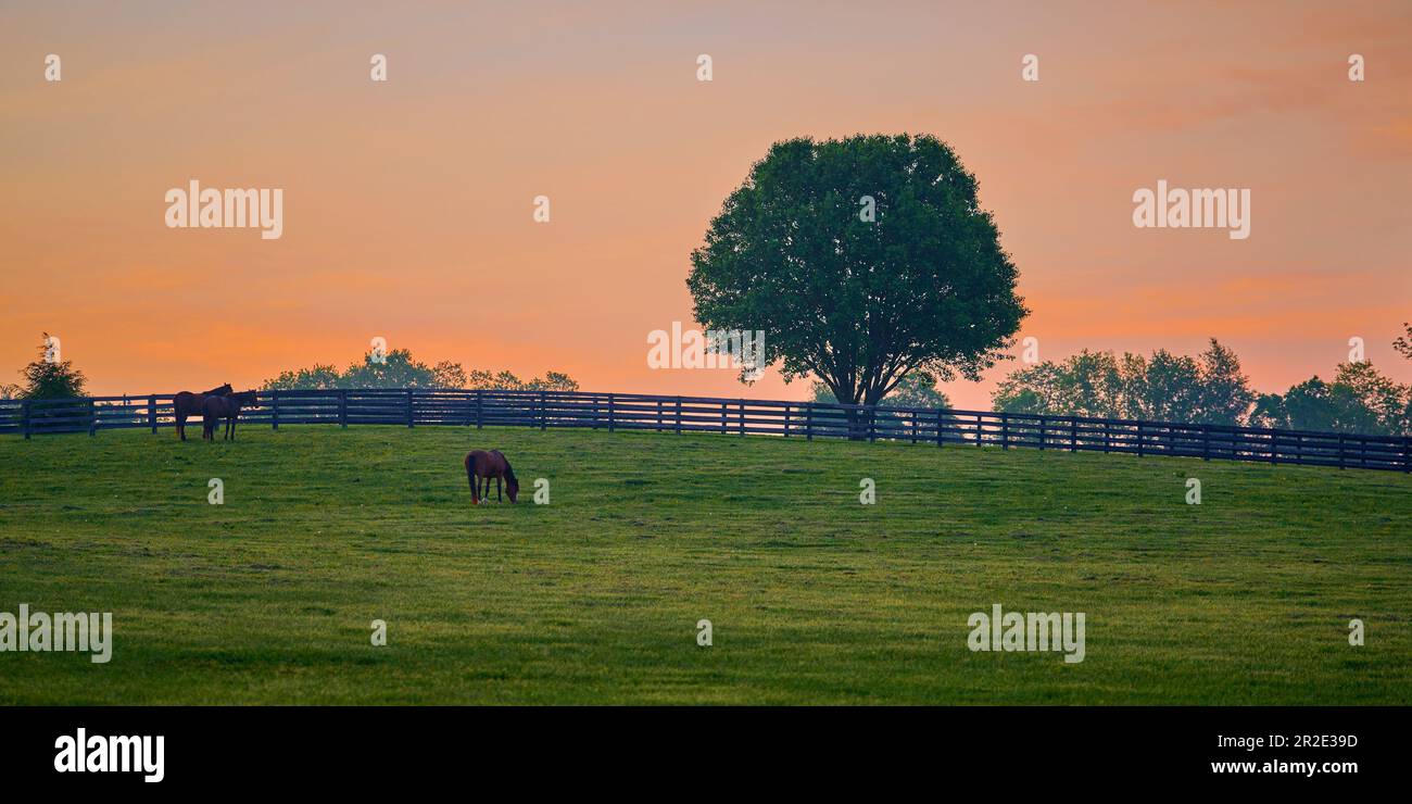 Three horses in a ranch hi-res stock photography and images - Alamy