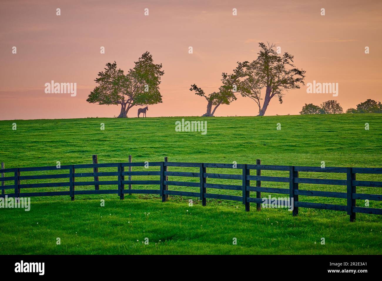 Single horses hi-res stock photography and images - Alamy