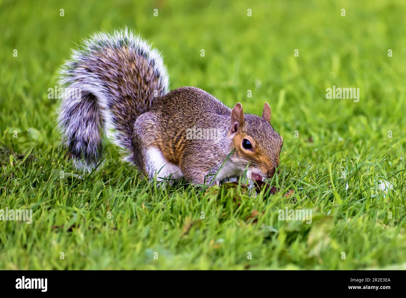 Grey Squirrel, Western Grey Squirrel eating nuts on grass Stock Photo ...