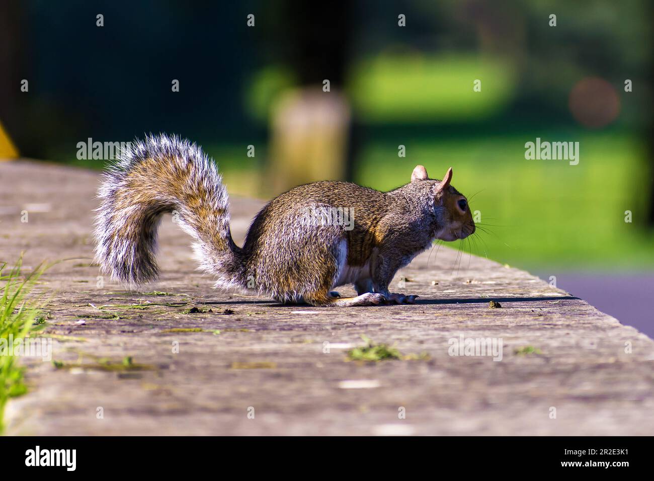 Grey Squirrel, Western Grey Squirrel eating nuts on grass Stock Photo ...