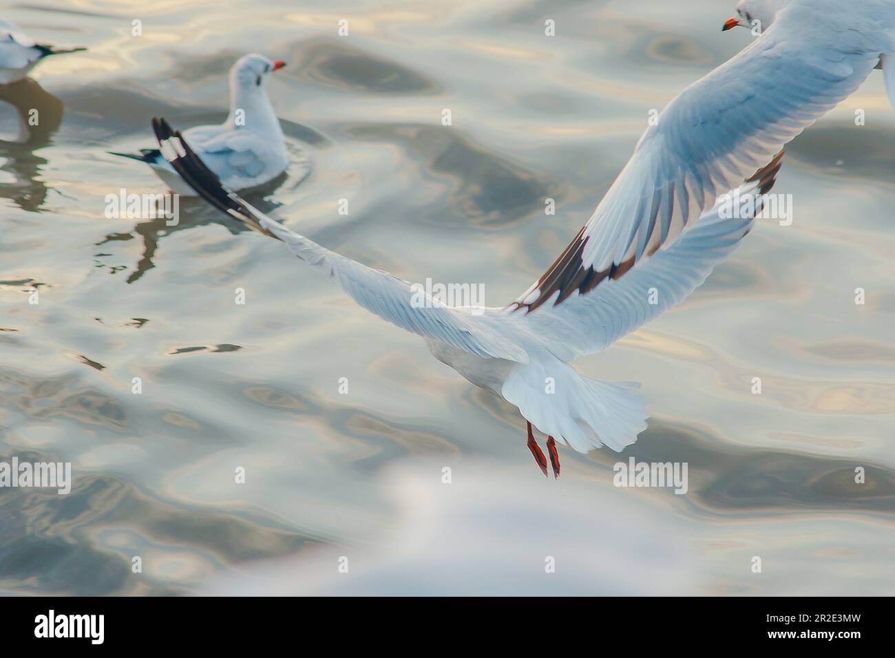 Seagulls flying sea slow motion hi-res stock photography and images - Alamy