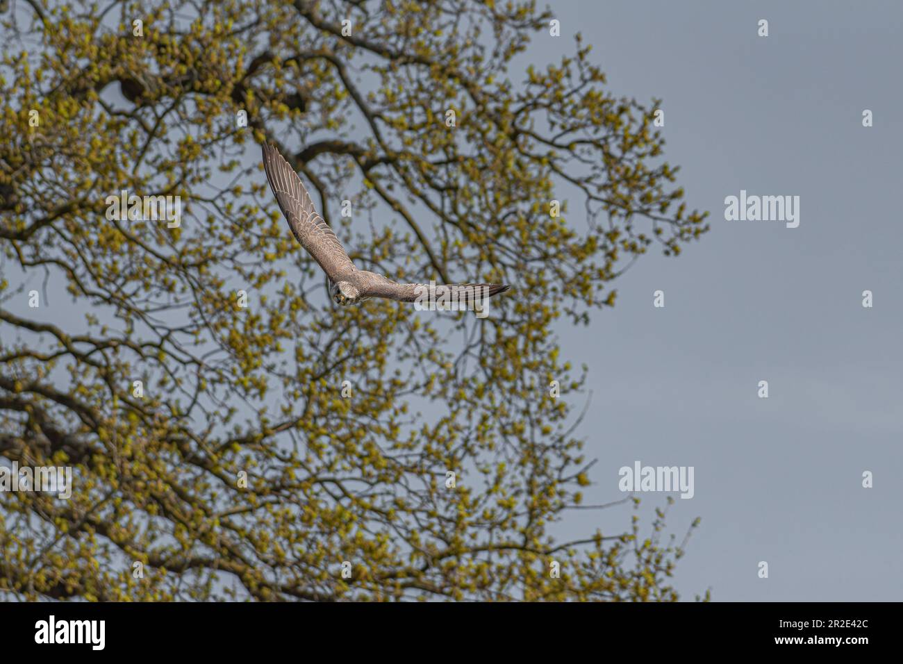 The falcon spreads its three-foot wings BATSFORD, ENGLAND INCREDIBLE ...