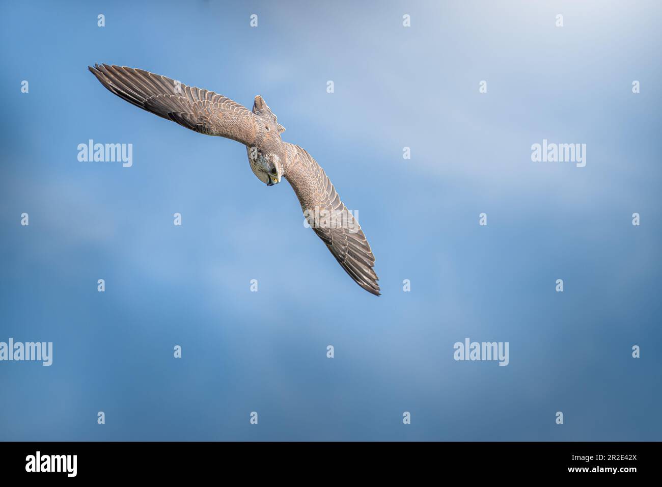 The endangered falcon soars through the air BATSFORD, ENGLAND ...