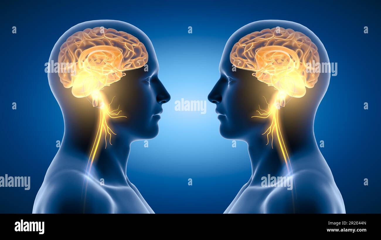 3D illustration showing active brain and energetic vagus nerve (tenth ...