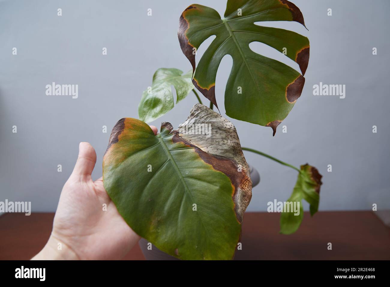 Monstera diseases hi-res stock photography and images - Alamy