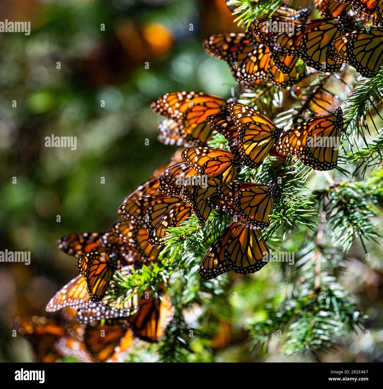 Colony of Monarch butterflies (Danaus plexippus) is sitting on pine ...