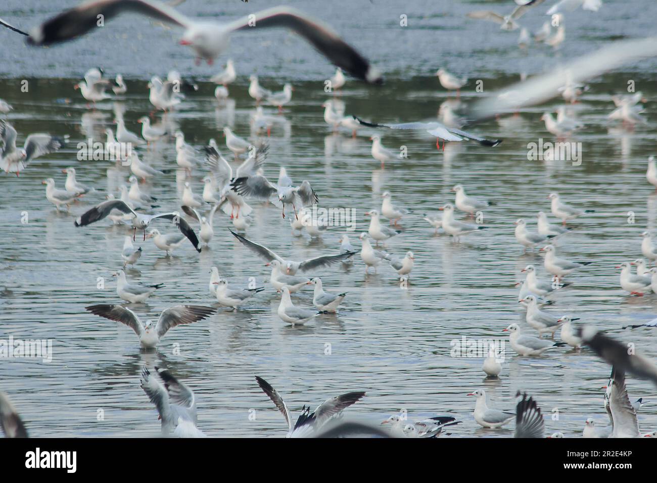 Large flock seagulls flying together hi-res stock photography and ...