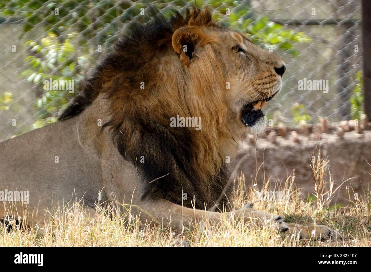 Lion inside its enclosure hi-res stock photography and images - Alamy