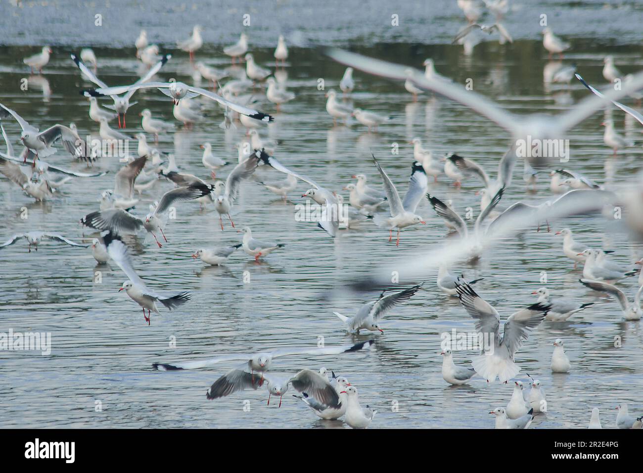 Large flock seagulls flying together hi-res stock photography and ...