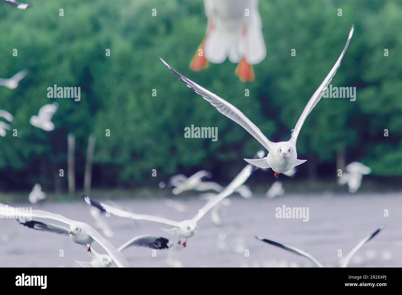 Large flock seagulls flying together hi-res stock photography and ...