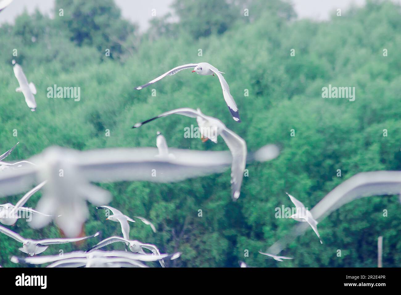 seagull ,Brown-headed Gull are birds that fly together in flocks Stock ...