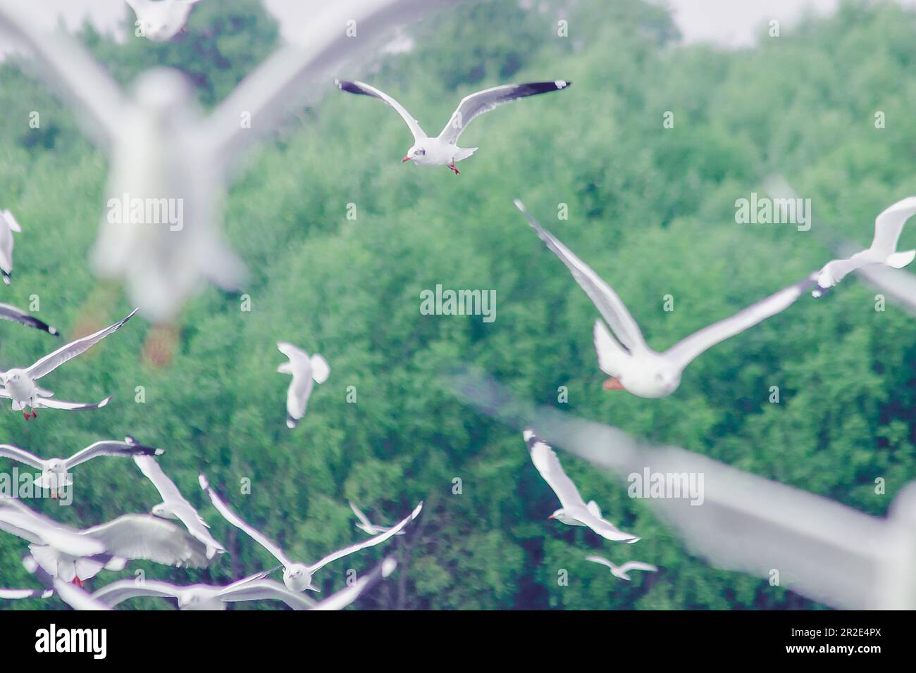 Large flock seagulls flying together hi-res stock photography and ...