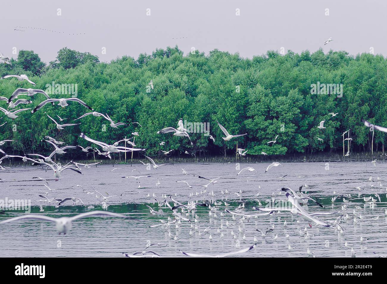 Large flock seagulls flying together hi-res stock photography and ...