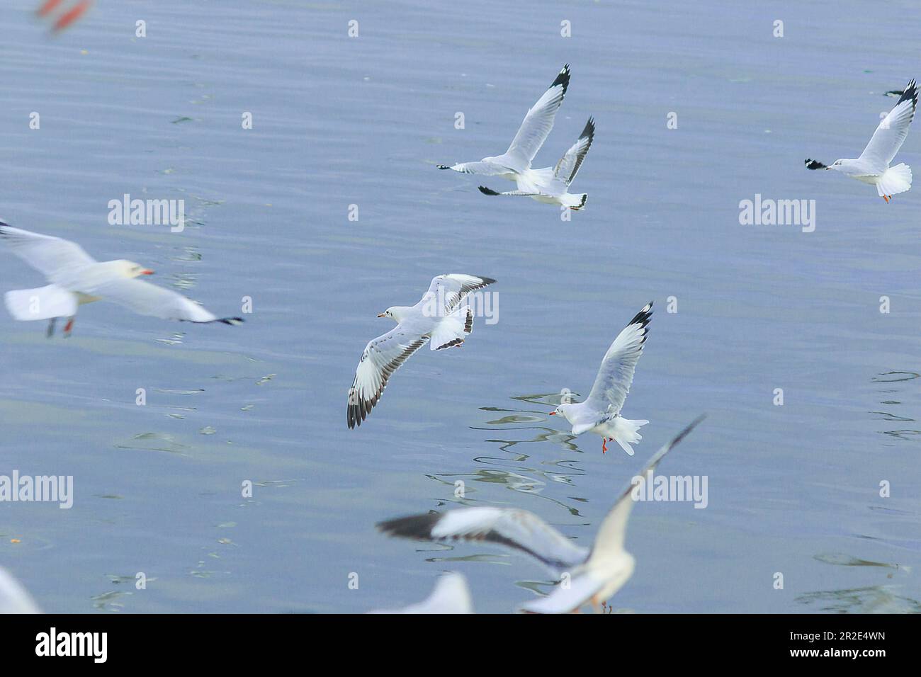 Large flock seagulls flying together hi-res stock photography and ...