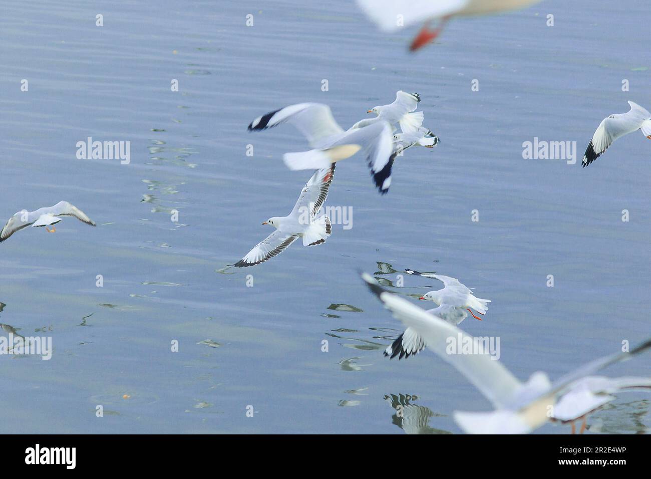 Large flock seagulls flying together hi-res stock photography and ...