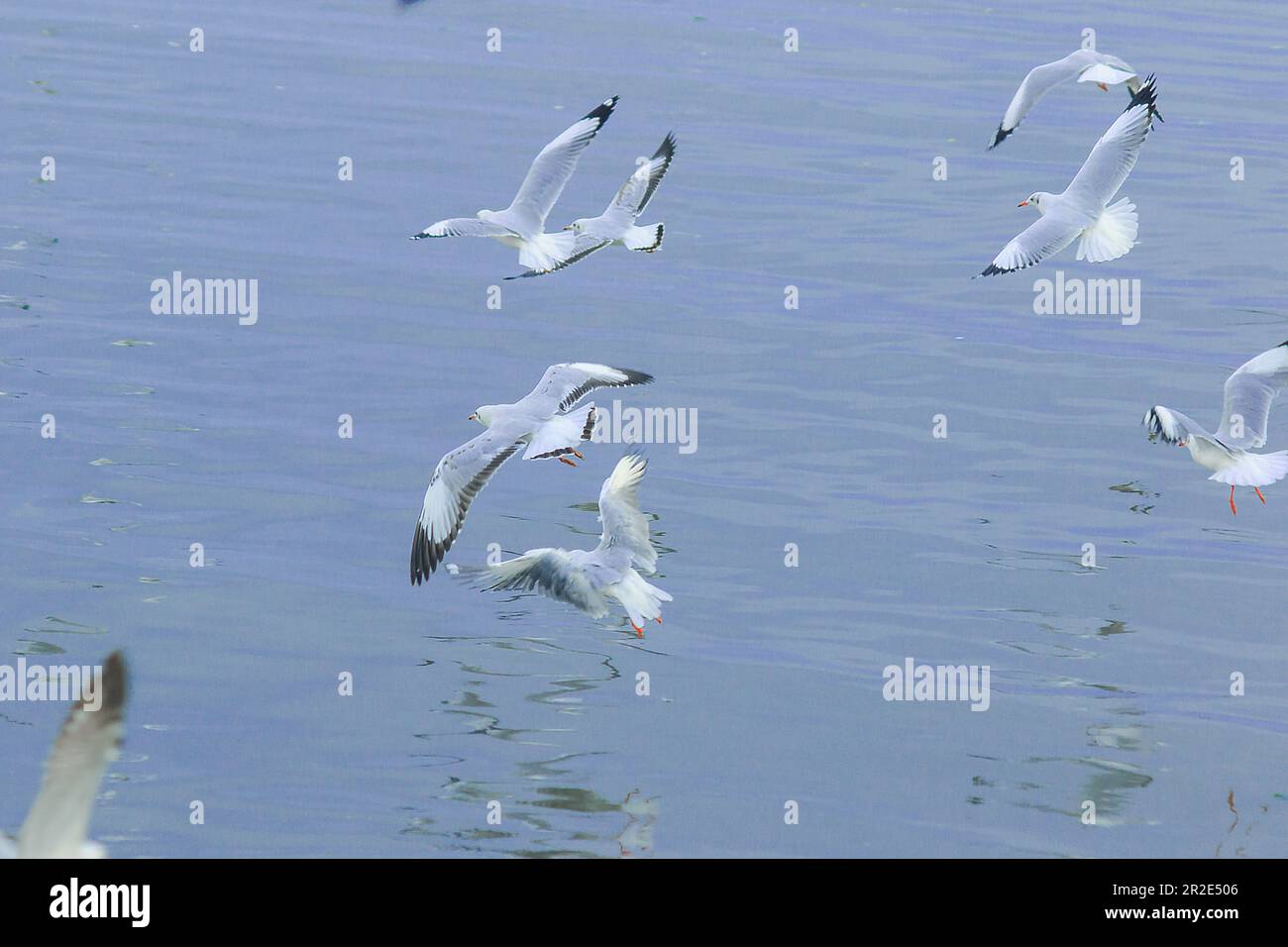 Birds flying in slow motion hi-res stock photography and images - Alamy