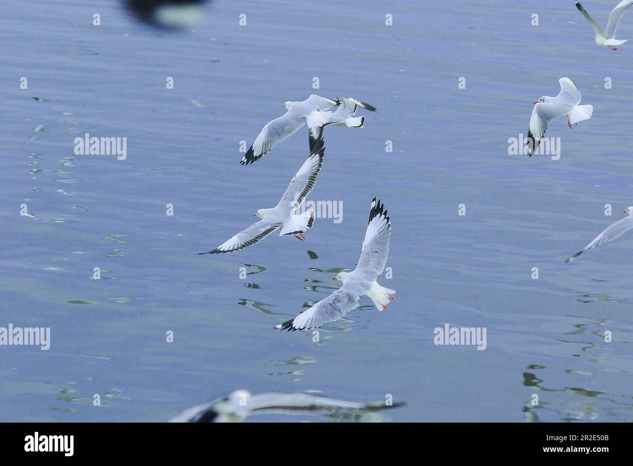 Large flock seagulls flying together hi-res stock photography and ...