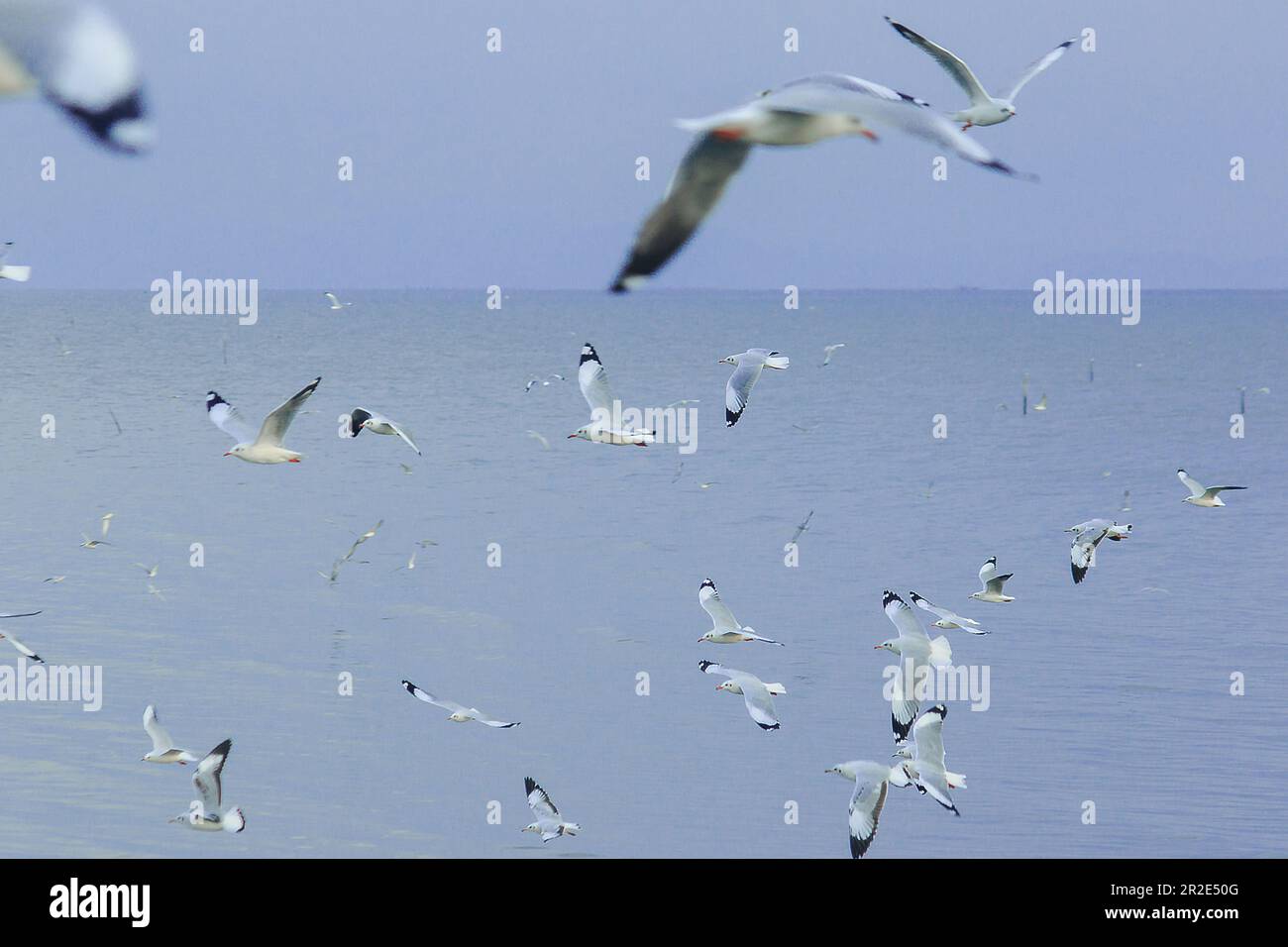 Large flock seagulls flying together hi-res stock photography and ...