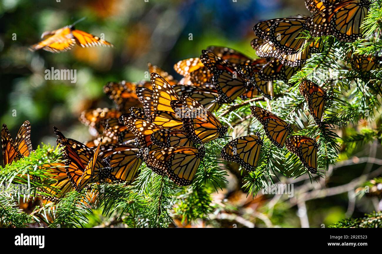 Colony of Monarch butterflies (Danaus plexippus) is sitting on pine ...