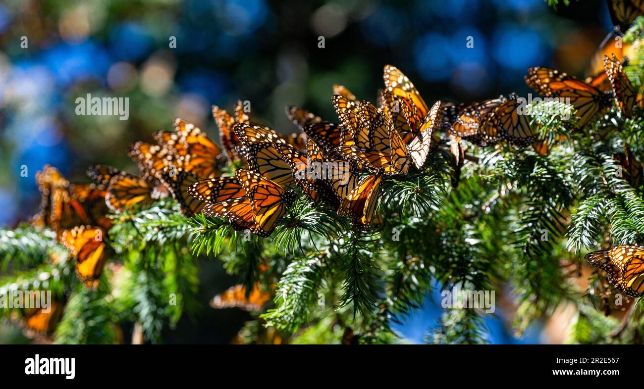 Colony of Monarch butterflies (Danaus plexippus) is sitting on pine ...