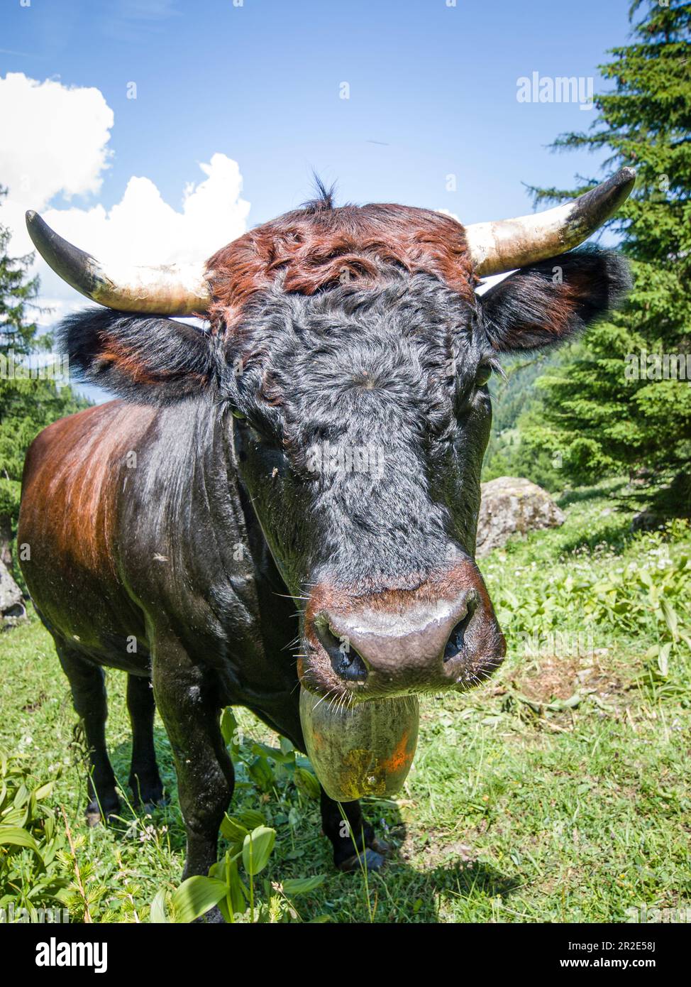 Heren cow hi-res stock photography and images - Alamy