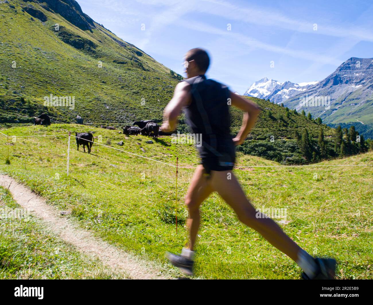 A male trail runner jogs past a field of cows in the Swiss mountains ...