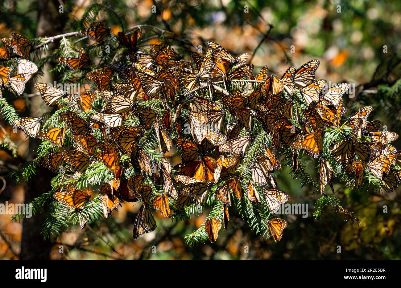 Big colony of Monarch butterflies (Danaus plexippus) close-up in the ...