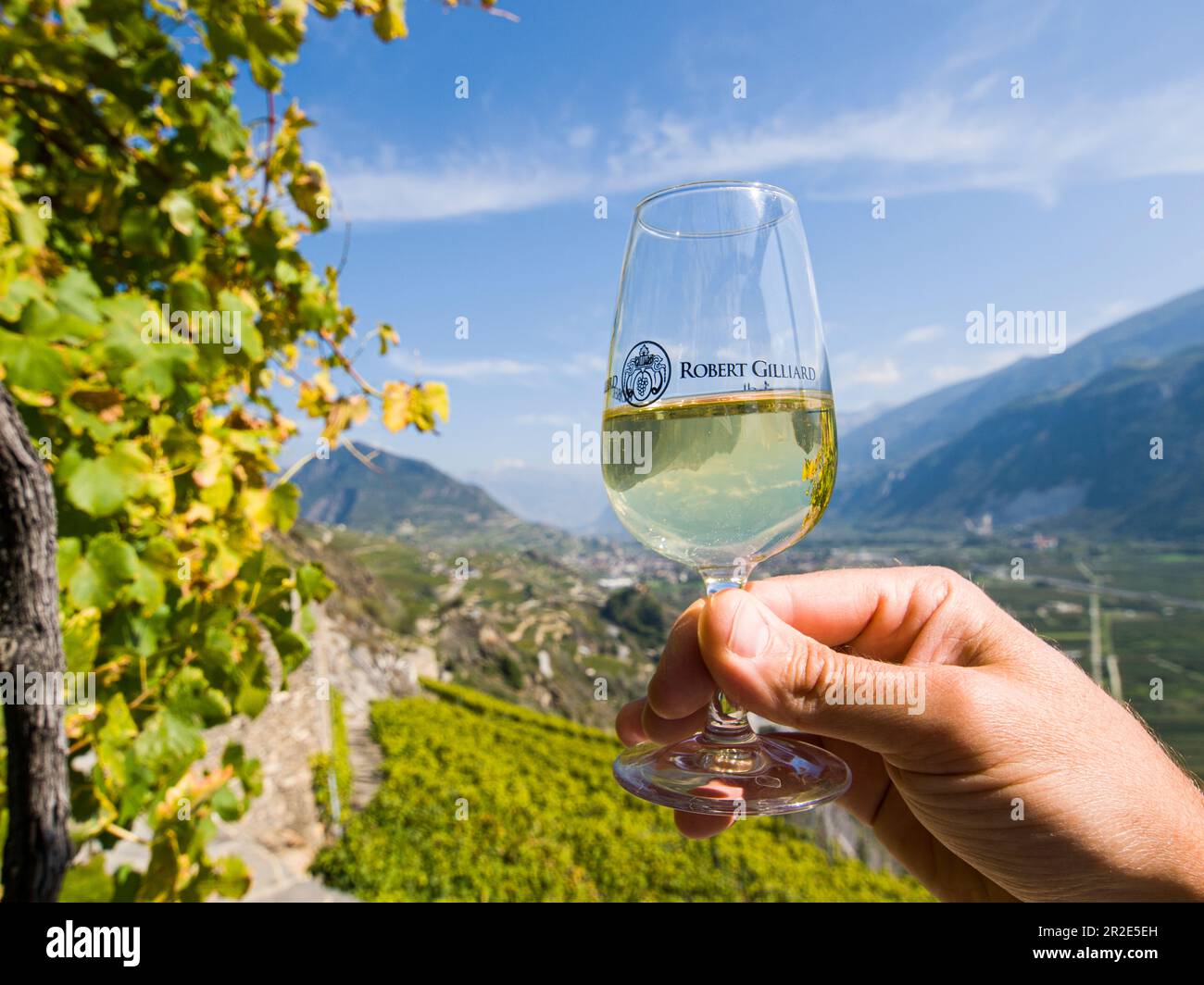 A glass of white wine is held up against the view, in the vine yard of ...