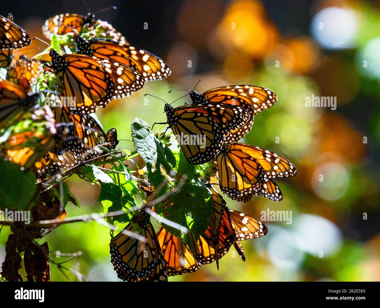 Monarch butterflies (Danaus plexippus) are sitting on branches in the ...