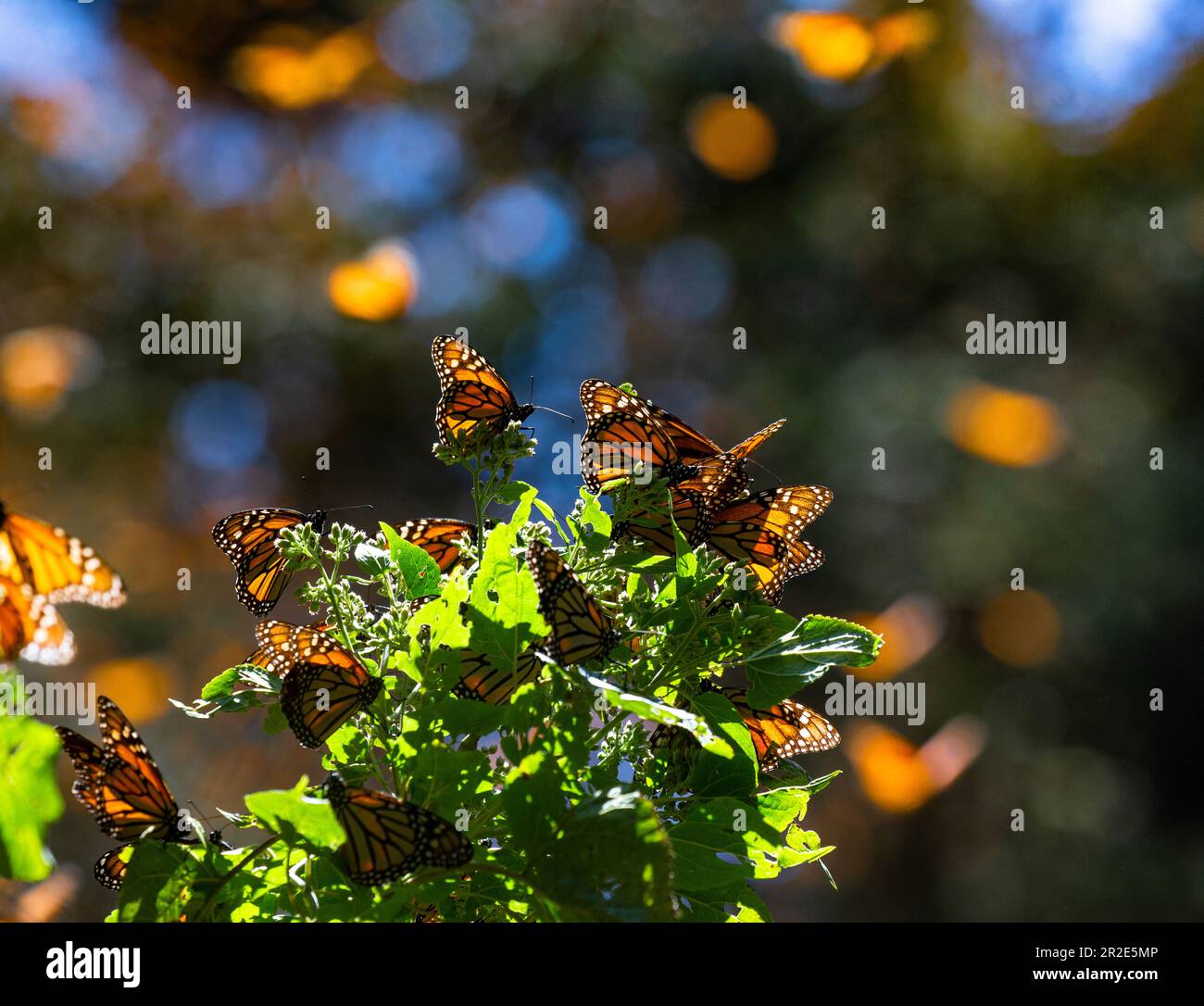 Monarch butterflies (Danaus plexippus) are sitting on branches in the ...