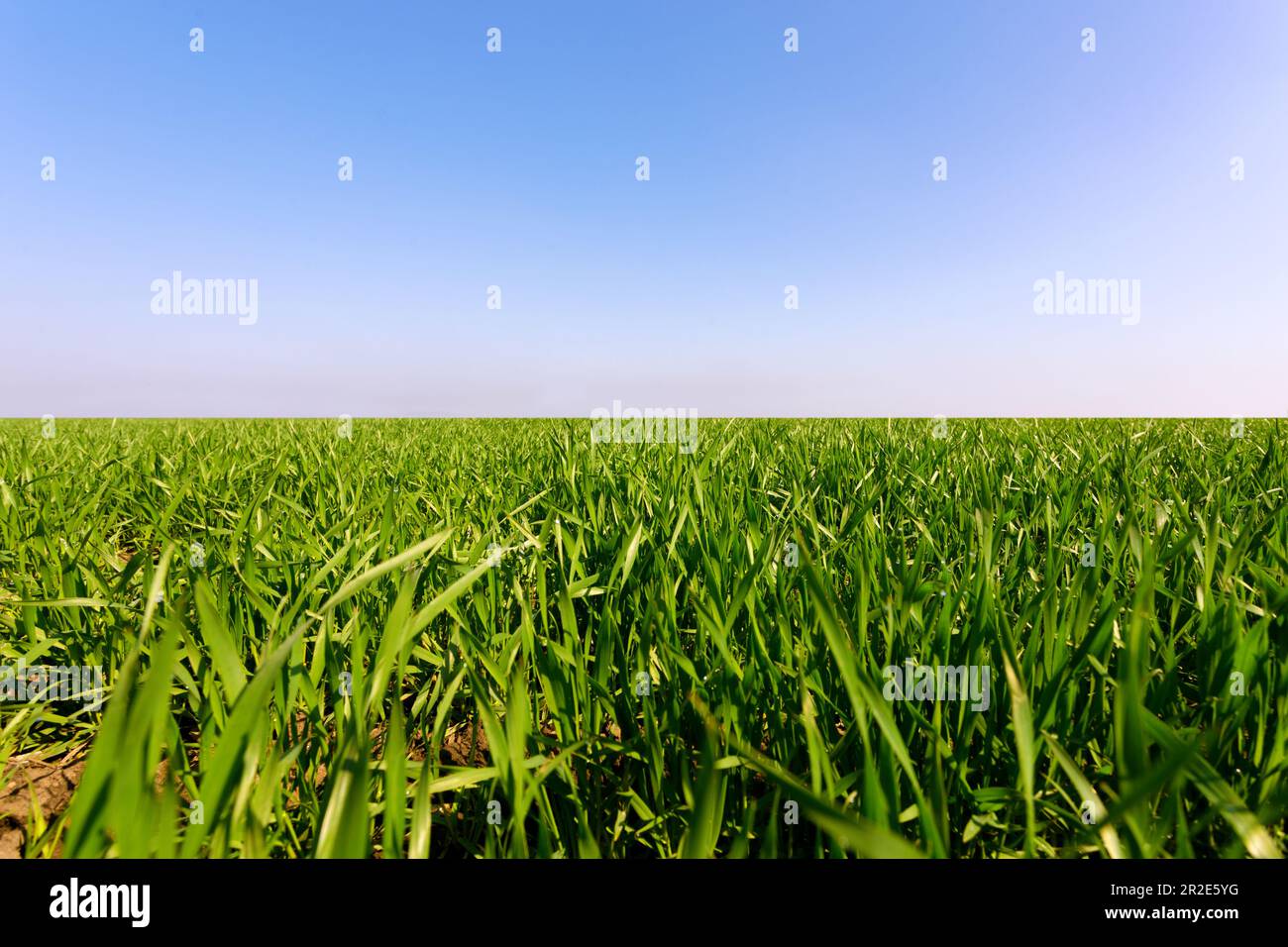 spring green field Stock Photo - Alamy
