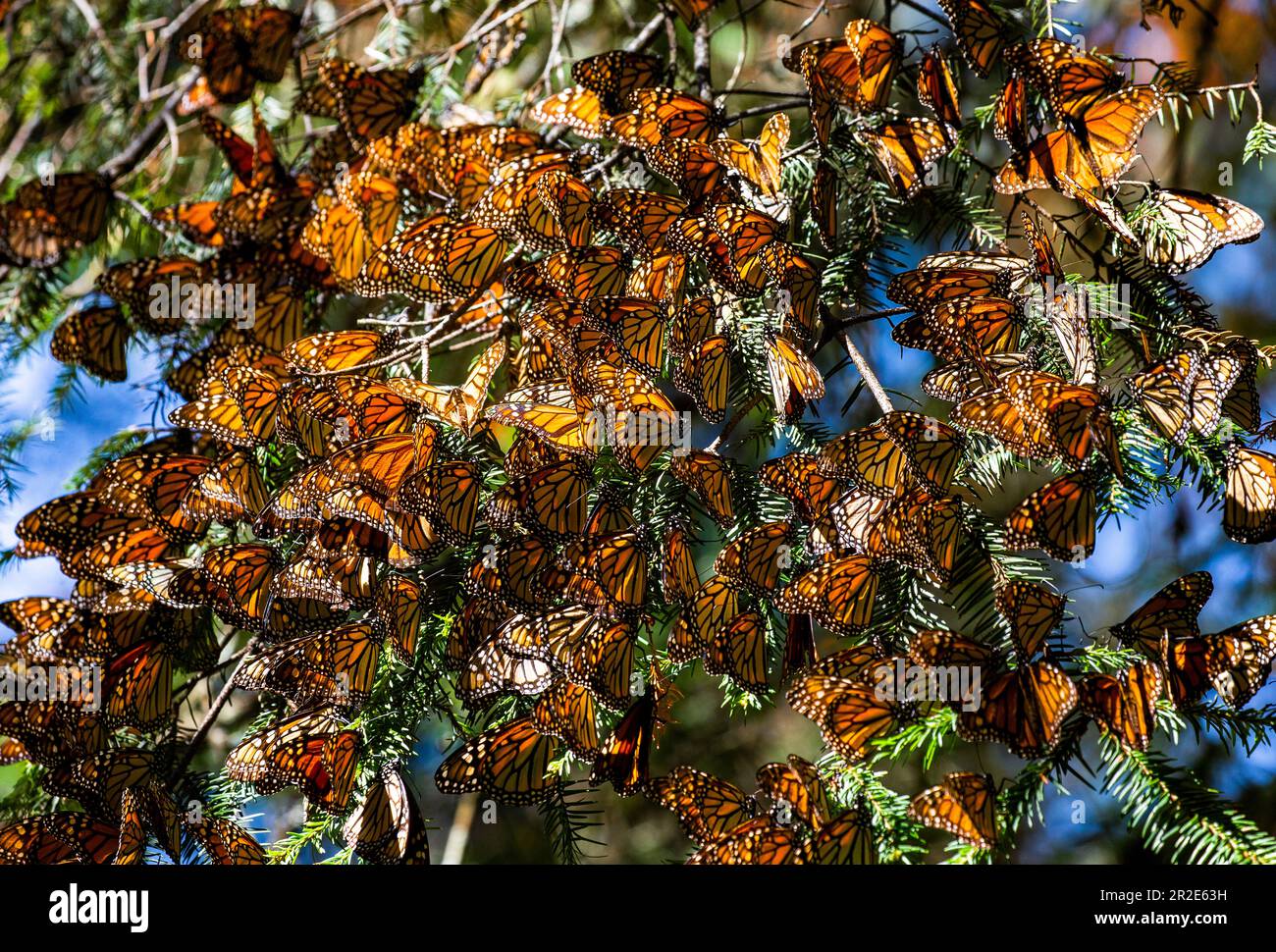 Monarch butterflies (Danaus plexippus) are sitting on branches in the ...