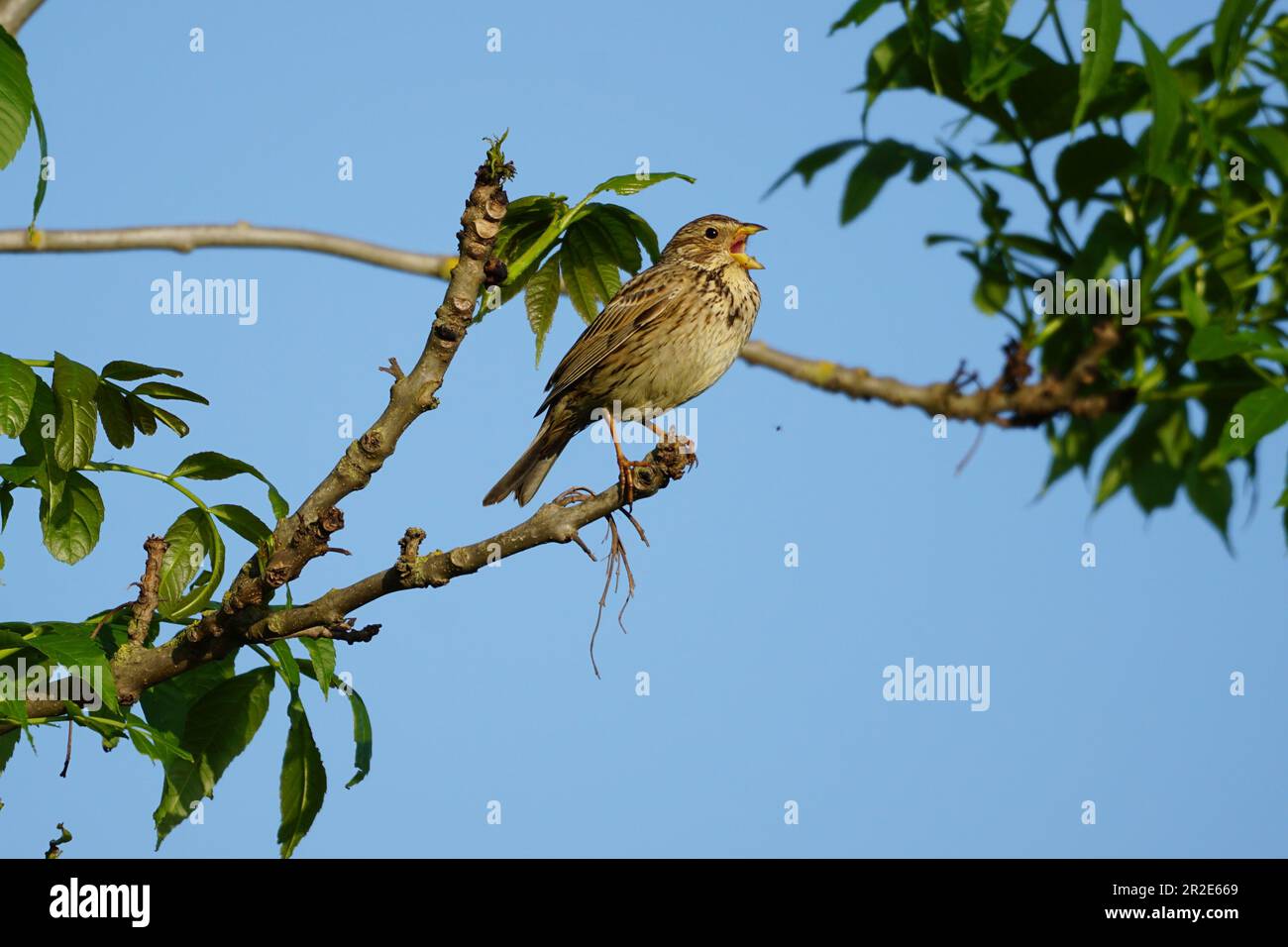 A Corn Bunting (Emberiza Calandra) singing in a tree in spring ...