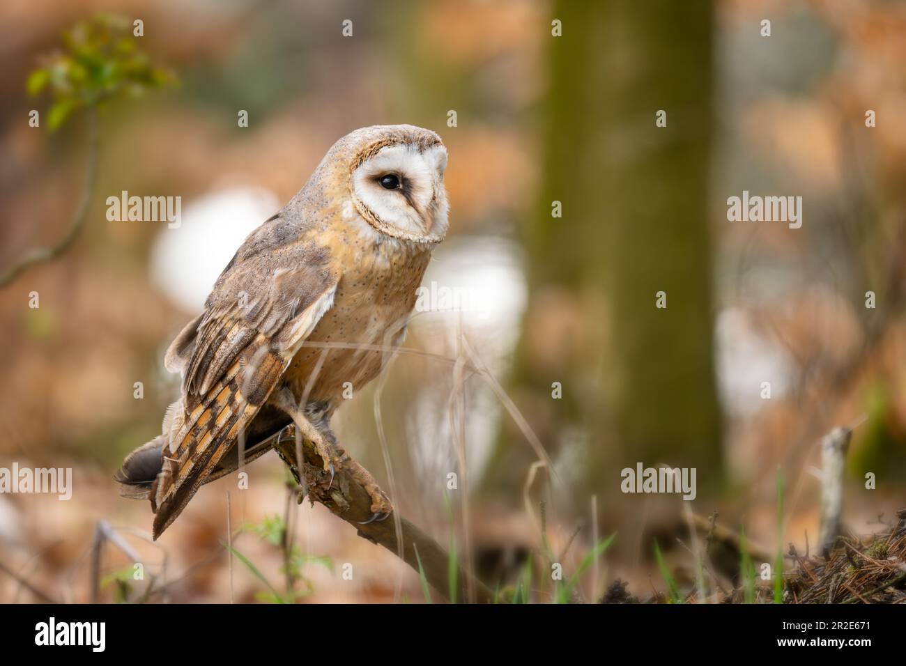 Barn Owl - Tyto alba, beautiful iconic orange owl from worldwide ...