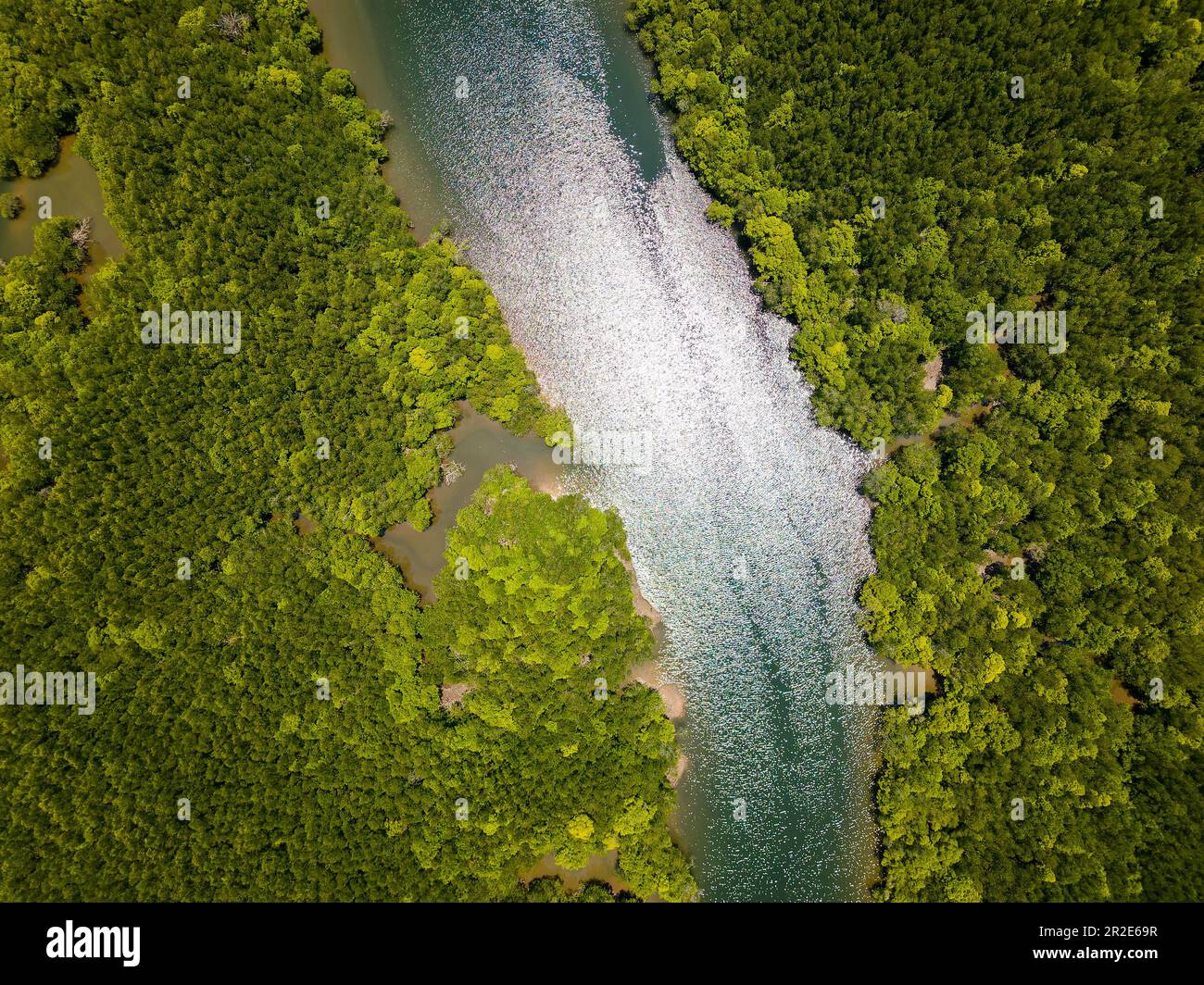 Top down aerial view of a channel running through a huge mangrove ...