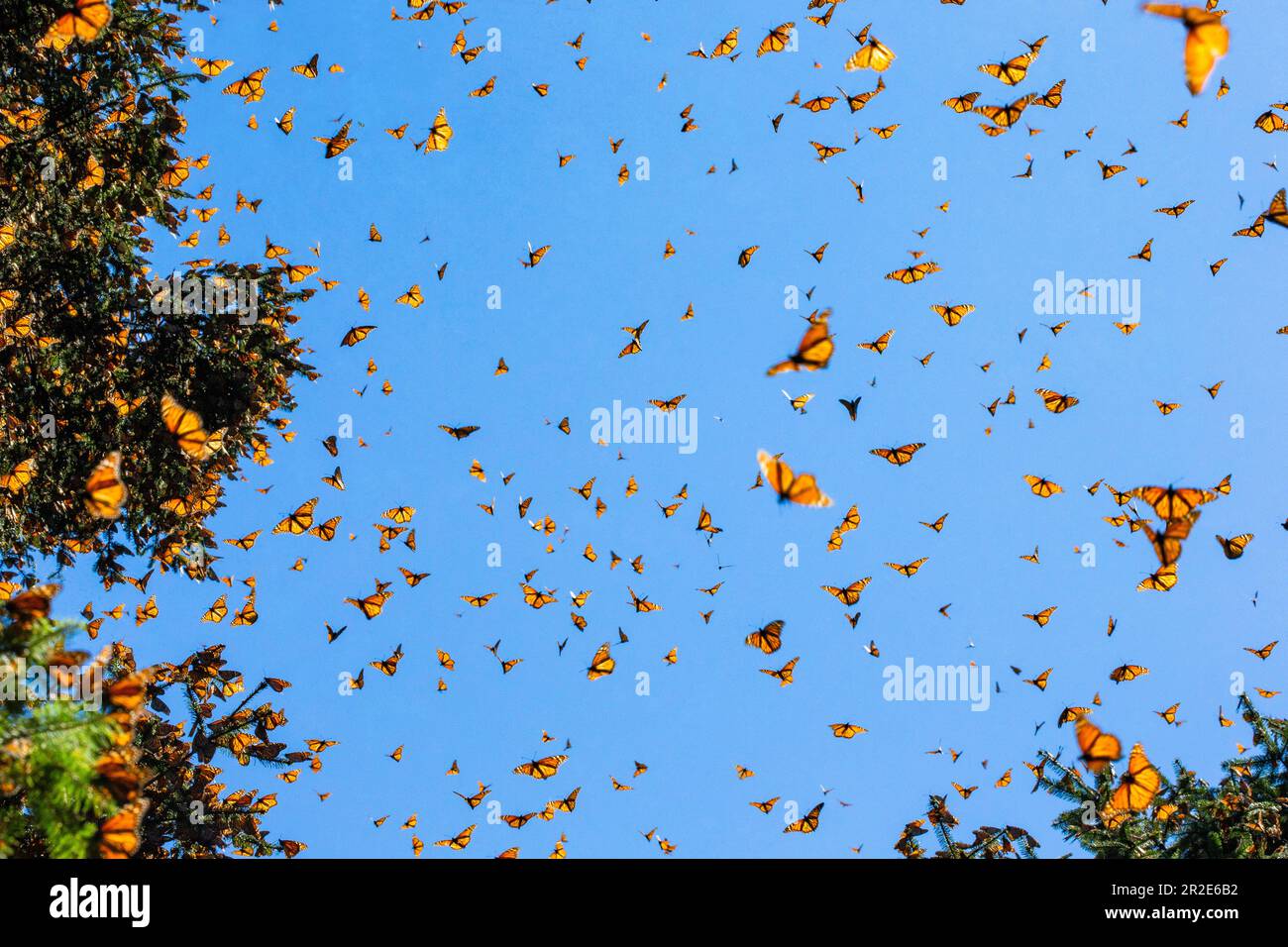 Monarch butterflies (Danaus plexippus) are flying on the background of ...