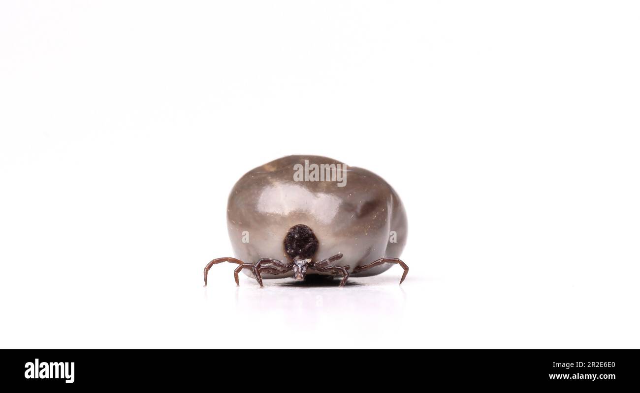 Blood-filled tick on a white background Stock Photo - Alamy