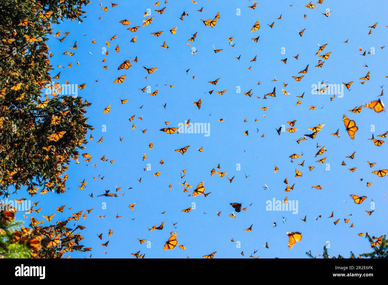 Monarch butterflies (Danaus plexippus) are flying on the background of ...