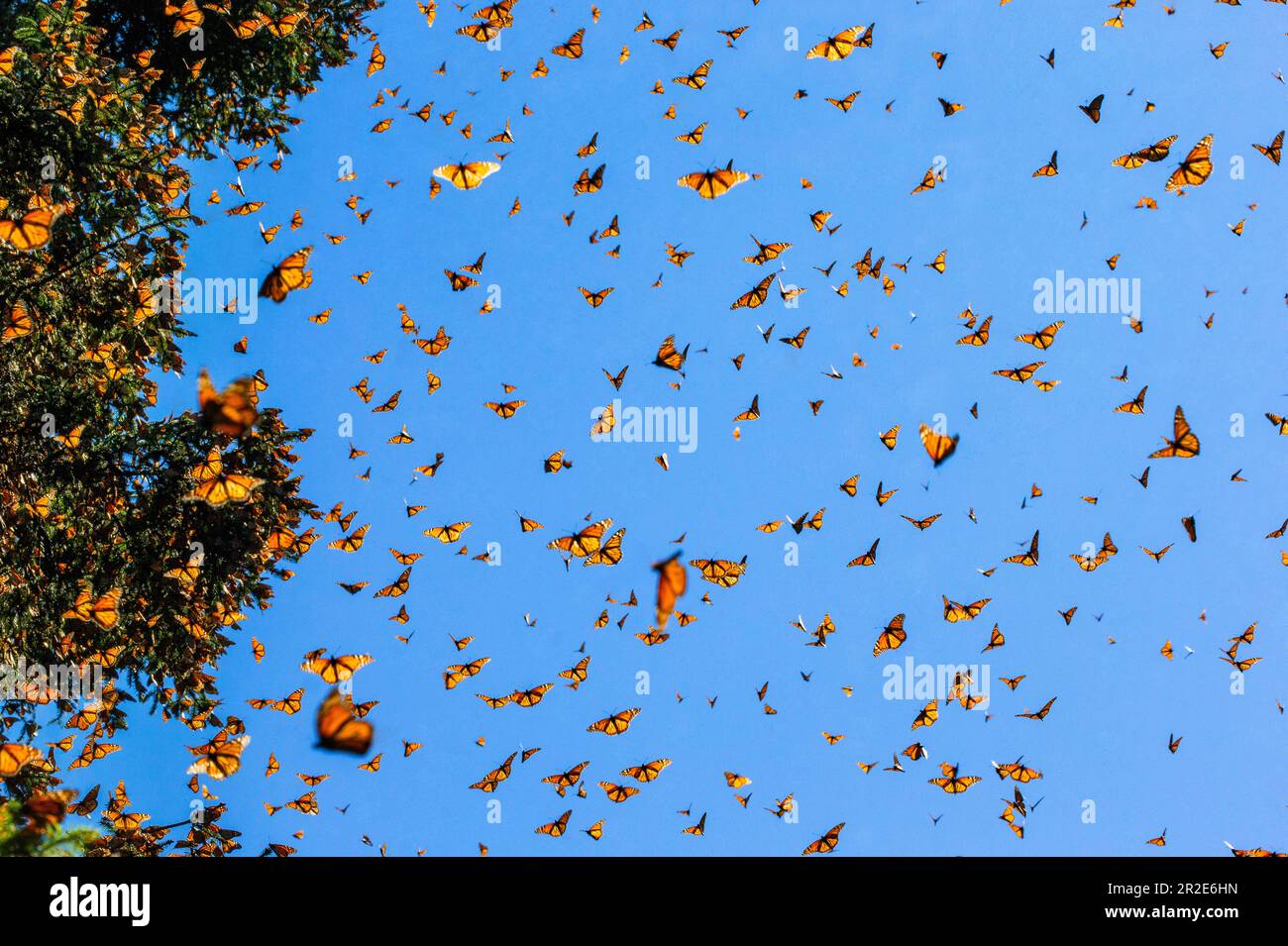 Monarch butterflies (Danaus plexippus) are flying on the background of ...