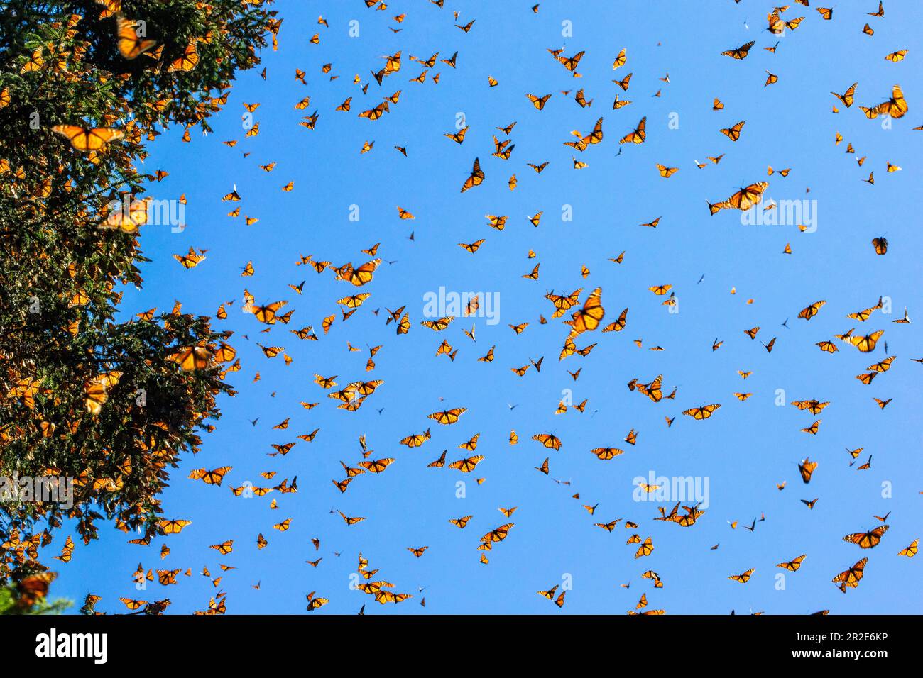 Monarch butterflies (Danaus plexippus) are flying on the background of ...